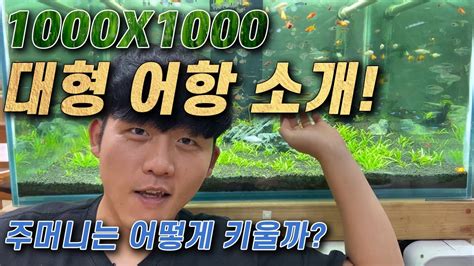 열대어 어항 세팅 대형어항에 키우기 Youtube