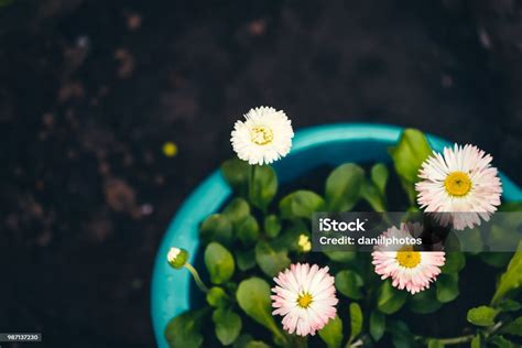 풍부한 녹색 잎을 가진 아름 다운 데이지 블루 꽃 침대에 가까이 성장 작은 하얀 꽃 노란 꽃가루와 검은 토양에 매크로 복사 공간에 꽃잎의 핑크 팁 데이지의 빨간 새싹 0명에