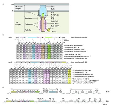 Search For Potential Tss Genes Encoding Type 6 Secretion Systems