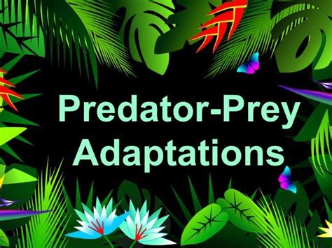 Predator Prey Adaptations Ks3 Aqa Basic Lesson Teaching Resources