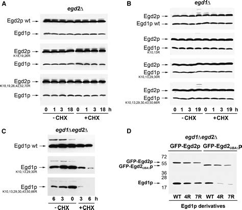 Stability Study Protocol Template Williamson Ga Us