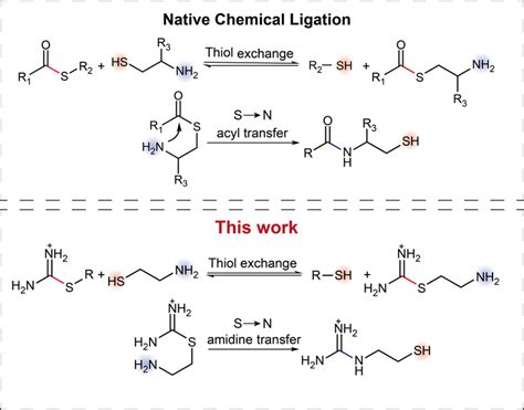 The Analogy Between Native Chemical Ligation And The Thiol Assisted