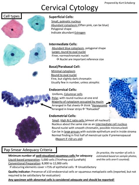 cervical cytology —————— cervical cytology prepared by kurt