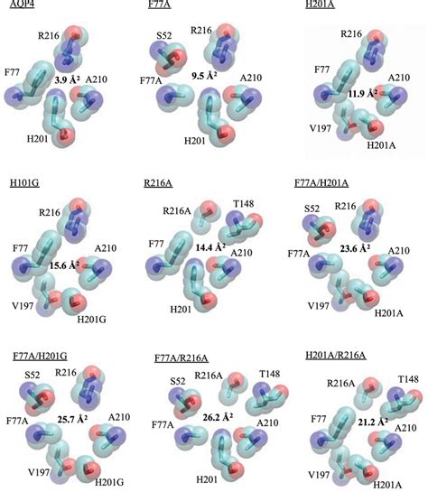 Pore Lining Residues Of Aqp4 Mutants At The Selectivity Filter Models Download Scientific