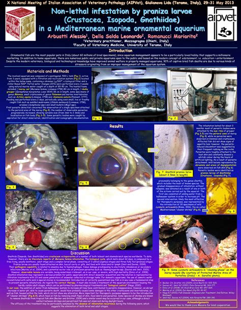 Pdf Non Lethal Infestation By Praniza Larvae Crustacea Isopoda