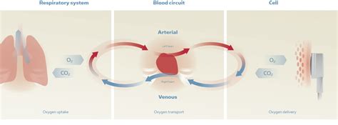 The Principles Of Transcutaneous Monitoring Radiometer