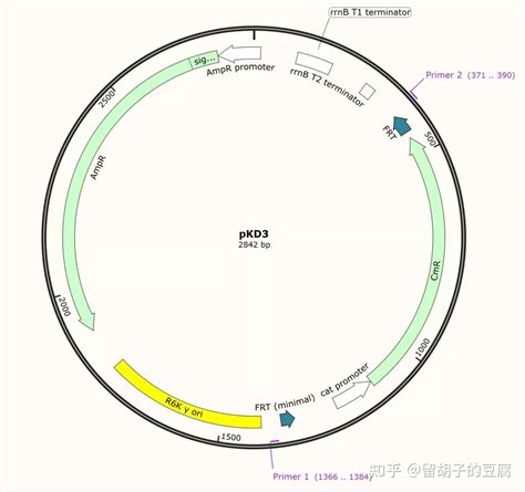 大肠杆菌red同源重组引物设计 知乎