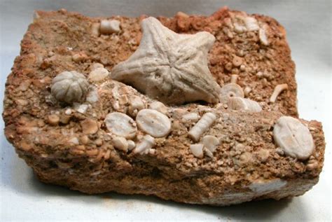 Blastoids