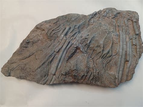 Large Crinoid Fossil Texas Toy Distribution