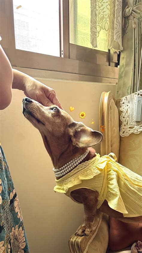 很喜歡的寵物衣服店在大特價 忍不住又給修狗買好幾件衣服和抱枕😍我的寶貝就是天生的衣架子（自己講） 臘腸狗