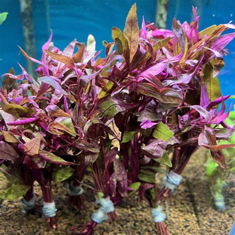 Plantes Daquarium 2