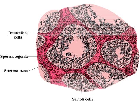 03 Human Reproduction Biology