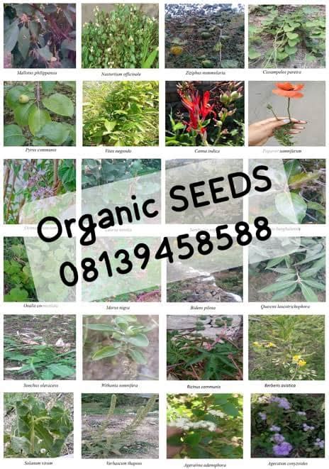 Genital Warts Sex Romance Nigeria