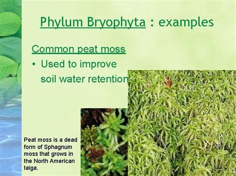 Overview Nonvascular Plants Phylum Bryophyta Phylum Hepatophyta Phylum
