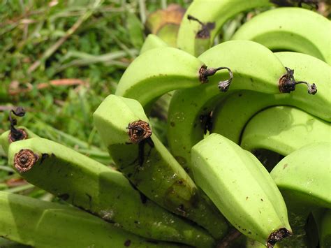 Banana Diseases And Pests Description Uses Propagation