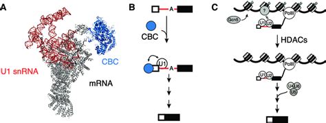 Cap Binding Complex Aids In U1 Recruitment A The Structure Of The