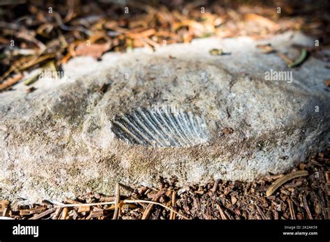 Very Old Fossil Of A Shell Hi Res Stock Photography And Images Alamy