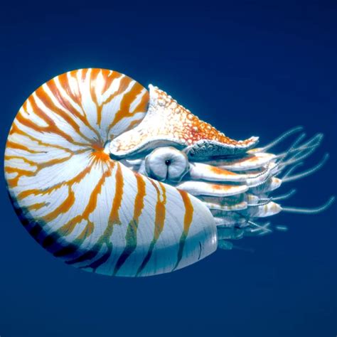 nautilus 3d models download