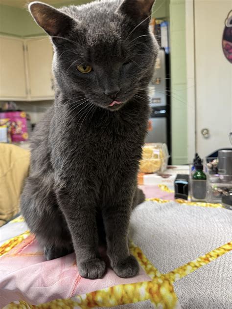 The Sex Panther Rsupermodelcats