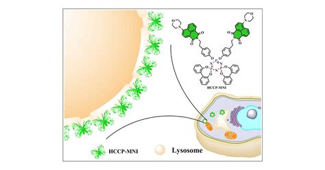 Cyclotriphosphazene Based “butterfly” Fluorescence Probe For Lysosome Targeting Bioconjugate