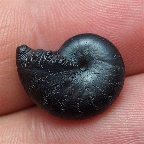 17mm Ammonite Hematite Mineral Morocco Africa Fossil Ammoniten