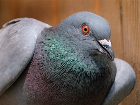 Feral Pigeon Resting In Bright Sun In Urban House Garden Stock Image