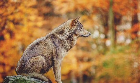 Landscape Of Fear Why We Need The Wolf Icmglt