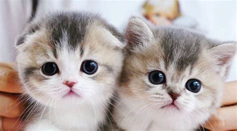 아비시니안 고양이 특징 종류 유전병 분양가 총정리 사료 추천 위드포우