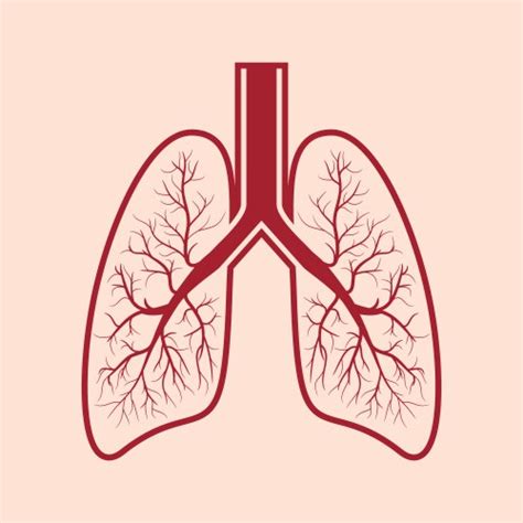 Anatomy Vector Images Over