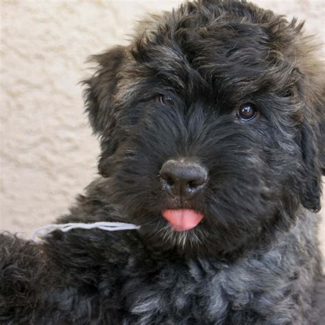 Irresistible Tiny Black Kitten Happily Smiling With ‘megaphone Mouth
