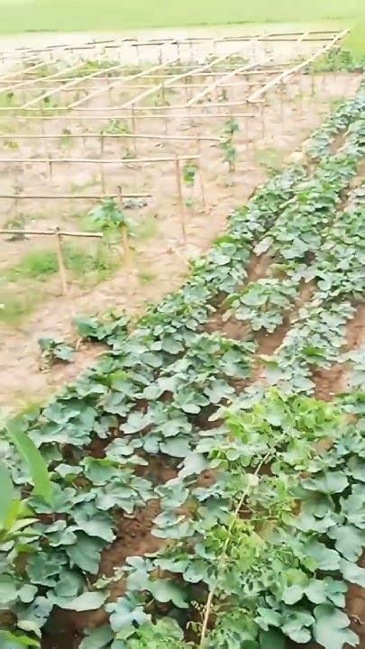 গ্রাম বাংলা প্রকৃতিক দৃশ্য। অনেক সুন্দর সবুজ শ্যামল বাংলাদেশ। Youtube