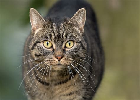 Hauskatze Bilder Hauskatze Im Naturpark Schwalm Ausmalbilderfurkinder De