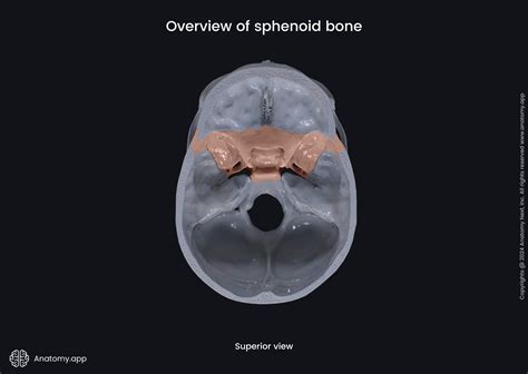 Overview Of Sphenoid Superior View Media Library Anatomy App Learn Anatomy 3d Models
