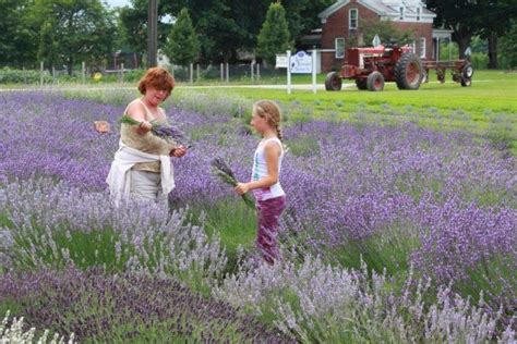 The Beautiful Lavender Farm Near Cleveland Lavender Farm Growing