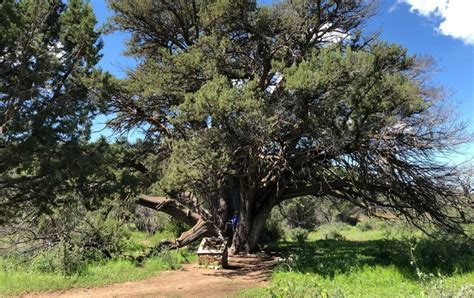 Discover The Oldest Tree In Arizona The Giant Alligator Juniper