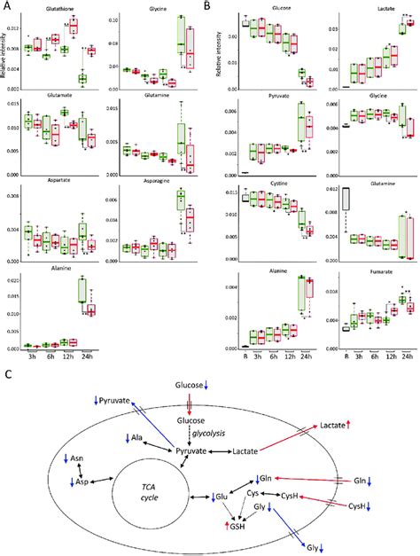Biochemical Interpretation Of The Metabolomic Profiling A And B Box
