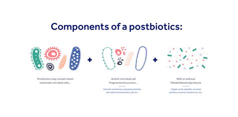 What are postbiotics? - About postbiotics