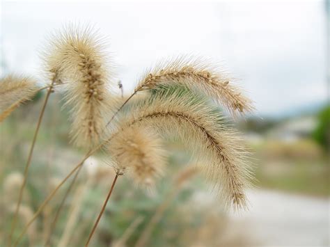80 무료 강아지풀 And 자연 이미지 Pixabay