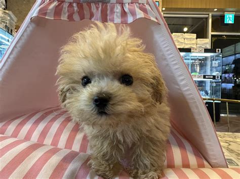 말티푸 달고나 말티즈분양가격 말티푸분양가격 비숑프리제분양가격 미니비숑프리제분양가격 포메라니안분양가격 푸들분양가격 토이푸들분양가격 골든리트리버분양가격 래브라도리트리버분양가격