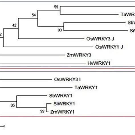 phylogenetic tree built using maximum likelihood method with bootstrap