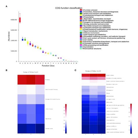 Predictive Functional Profiling Of Microbiota Community Z Control
