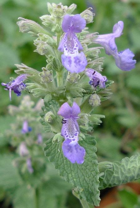 Nepeta Catnip Plant Identification Plants Edible Plants