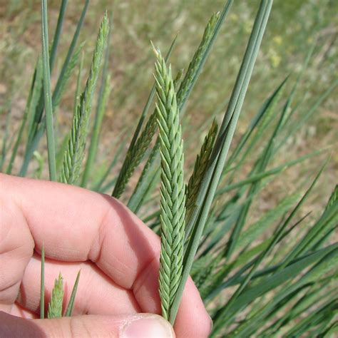 Crested Wheatgrass Lawn