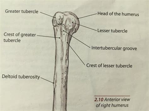Intertubercular Groove Of Humerus Body Of Humerus