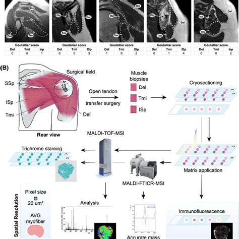 Heme Accumulation Does Not Complement With Heme Oxygenase‐1 Download Scientific Diagram