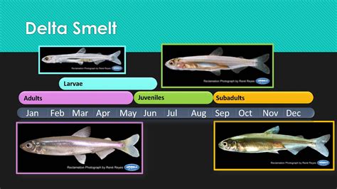 Why Is The Delta Smelt So Important Detroit Chinatown