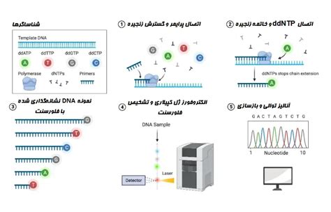 توالی یابی Dna به روش سنگر درگاه علوم پزشکی ایران مدلاین