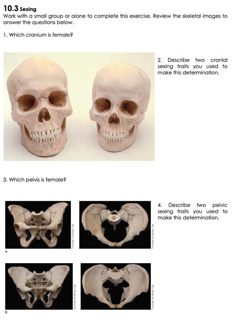 Solved Sexing Work With A Small Group Or Alone To Chegg Com