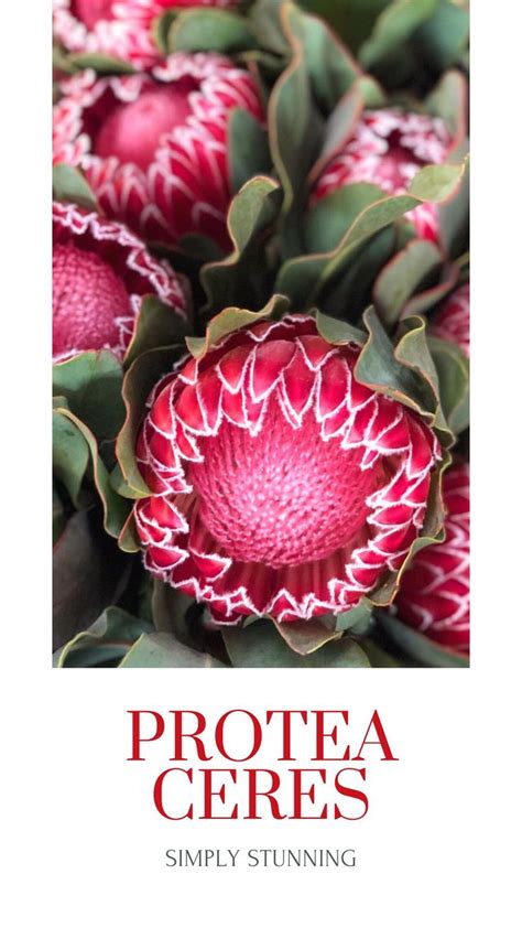 Protea Ceres Flower Arrangements Succulent Garden Landscape