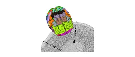 Complete Data Package Of Julich Brain Atlas Released Ebrains